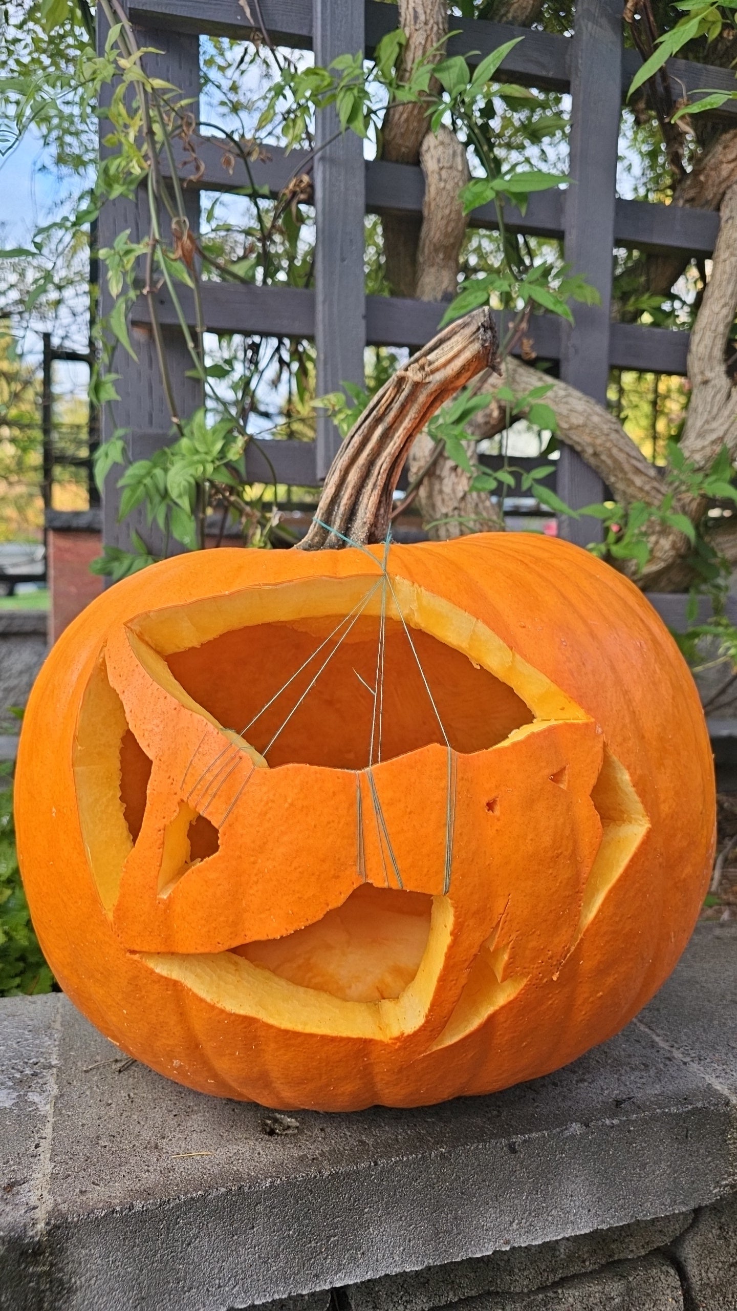 The Knotty Pumpkin Contest – The Twisted Monk